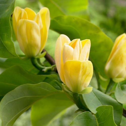 Magnolie copac de vanzare cu pret mic. Dâmbovita ️ FloraPris