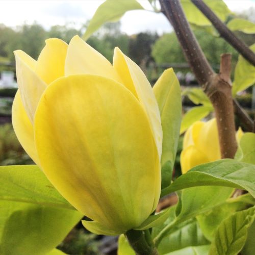 Magnolie copac de vanzare cu pret mic. Dâmbovita ️ FloraPris