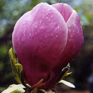 Magnolia soulangeana Lennei roz la ghiveci, preț bun ️ FloraPris