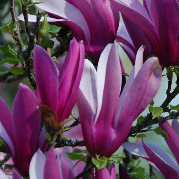 Magnolie copac de vanzare cu pret mic. Dâmbovita ️ FloraPris
