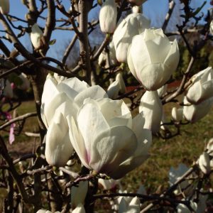 Magnolie copac de vanzare cu pret mic. Dâmbovita ️ FloraPris