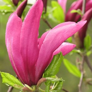 Magnolie copac de vanzare cu pret mic. Dâmbovita ️ FloraPris
