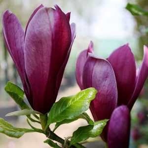 Magnolie copac de vanzare cu pret mic. Dâmbovita ️ FloraPris