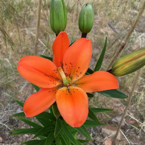 Bulbi de crini portocalii Tresor, de la 3 lei bucata ️ FloraPris