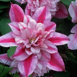 Clematis (clematite) de vânzare cu preț avantajos, în ghiveci ️ FloraPris