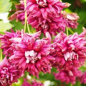 Clematis (clematite) de vânzare cu preț avantajos, în ghiveci ️ FloraPris