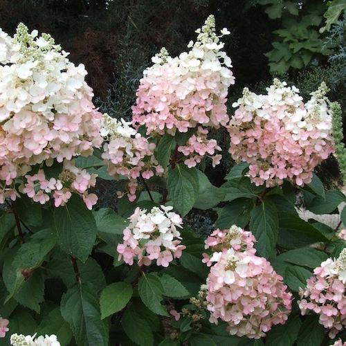 Faszinierend Pink Lady Hortensie Bilder