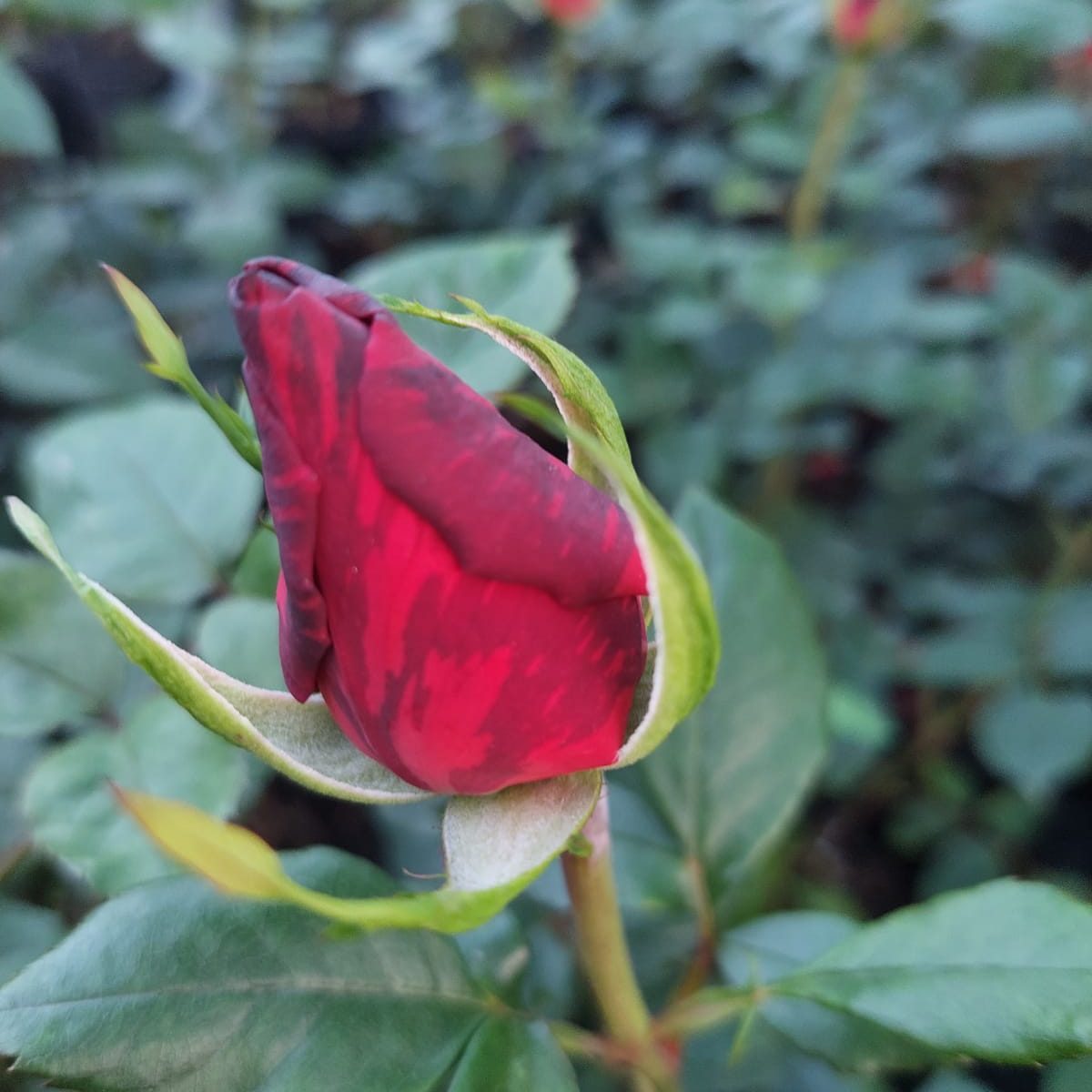 Trandafiri de grădină la ghiveci, specii deosebite ️ FloraPris