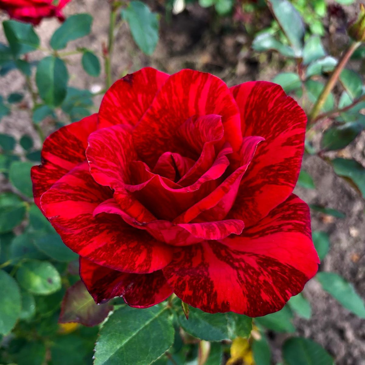 Trandafiri de grădină la ghiveci, specii deosebite ️ FloraPris