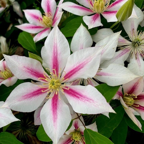 Magnolia soulangeana Lennei roz, 150 cm - FloraPris