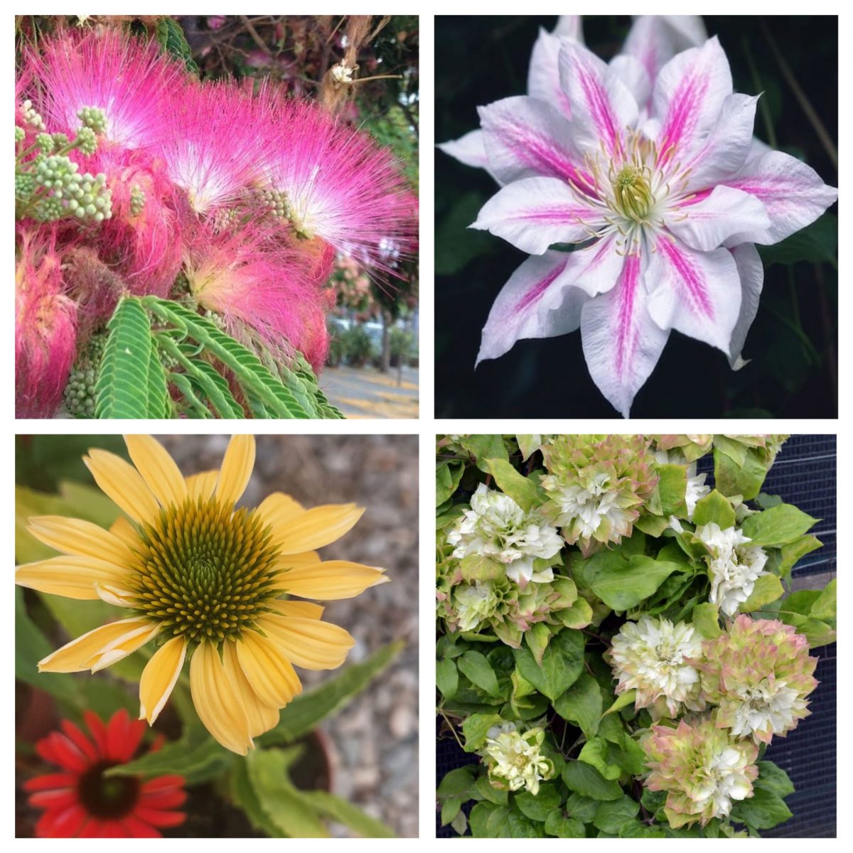 Hortensie de vânzare în ghiveci, cu preț avantajos ️ FloraPris