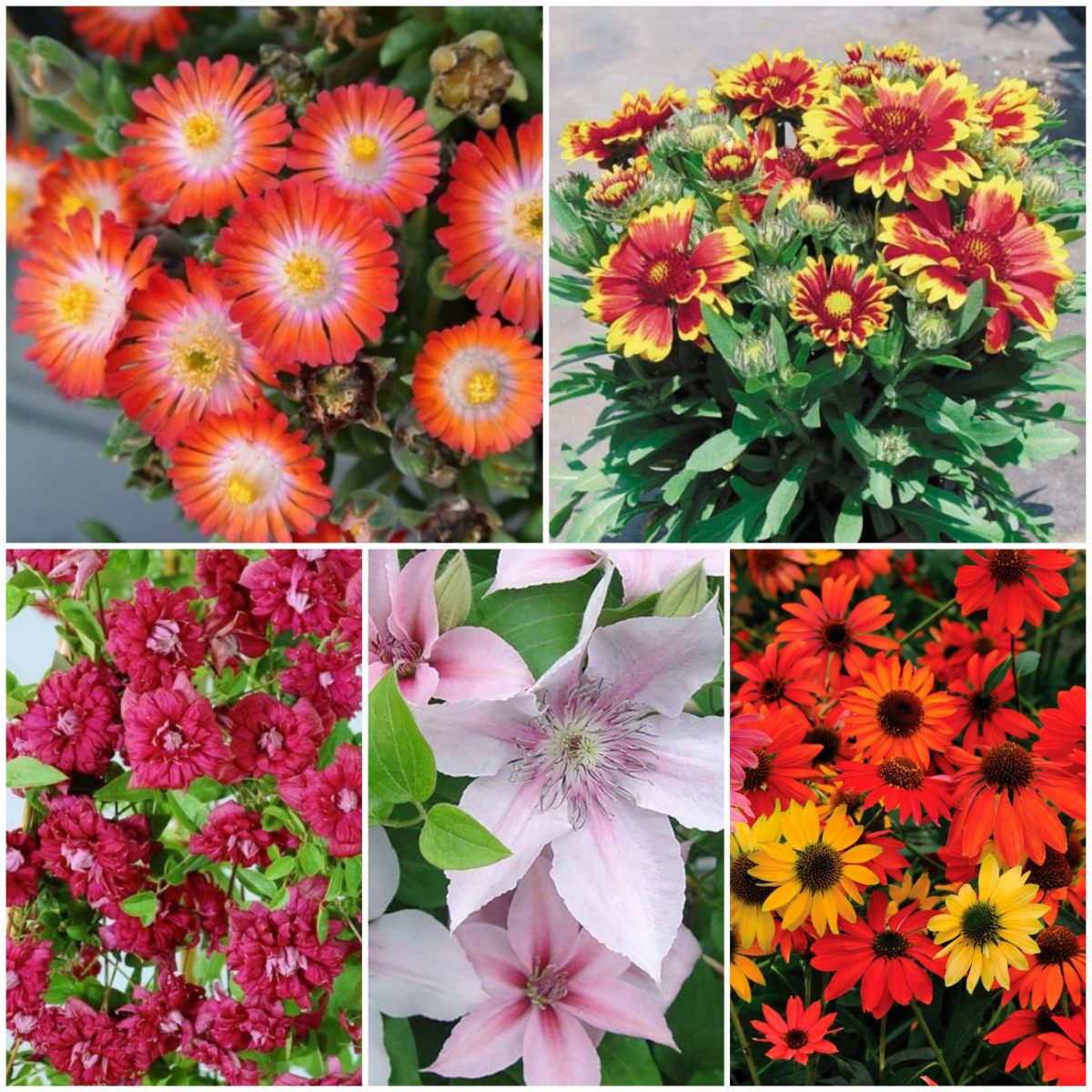 Hortensie de vânzare în ghiveci, cu preț avantajos ️ FloraPris