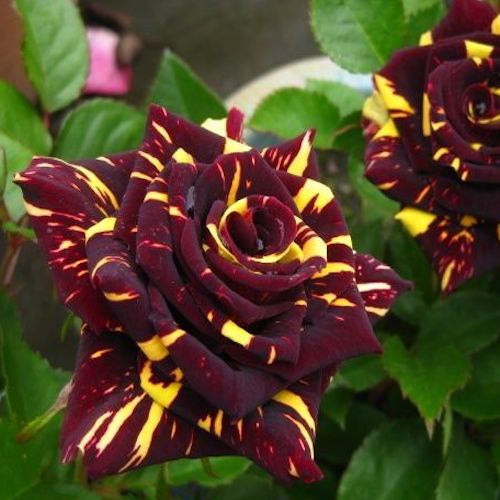 Trandafir Hocus Pocus la ghiveci cu preț mic ️ FloraPris