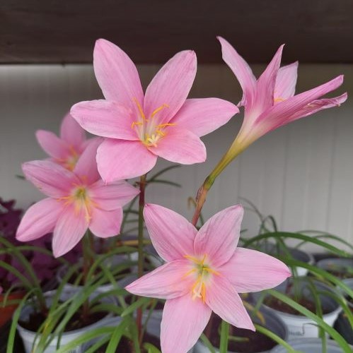 Plante perene de vânzare cu preț avantajos, în ghiveci ️ FloraPris