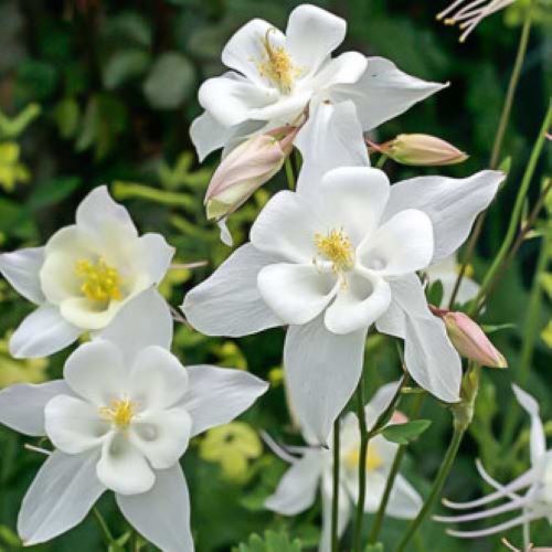 Plante perene de vânzare cu preț avantajos, în ghiveci ️ FloraPris