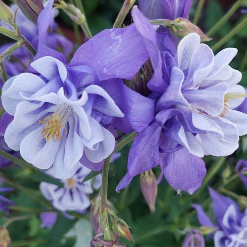Aquilegia albastru cu alb dantelat de vânzare la ghiveci ️ FloraPris