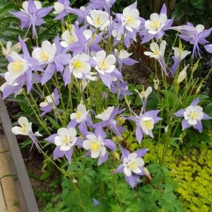 Plante perene de vânzare cu preț avantajos, în ghiveci ️ FloraPris