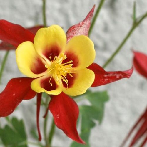 Căldărusă roșu cu galben de vânzare la ghiveci ️ FloraPris