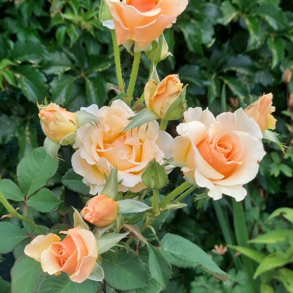 Hortensie de vânzare în ghiveci, cu preț avantajos ️ FloraPris