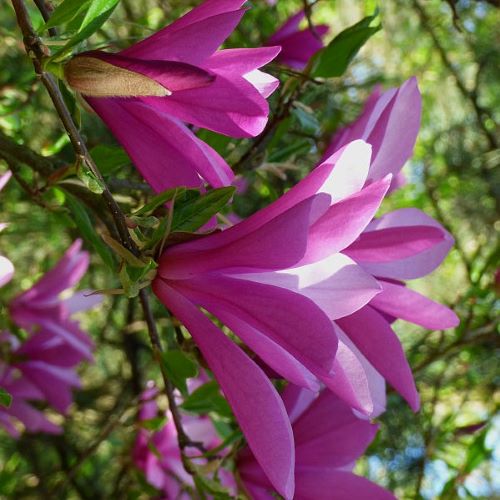 Magnolia soulangeana Randy de vanzare la ghiveci, 120 cm ️ FloraPris