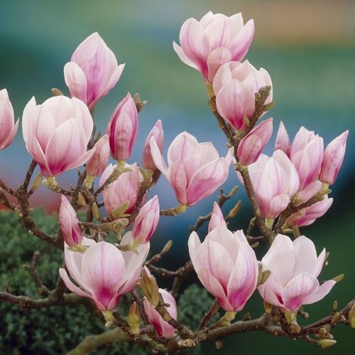Magnolia soulangeana tip pom de vanzare, preț mic ️ FloraPris