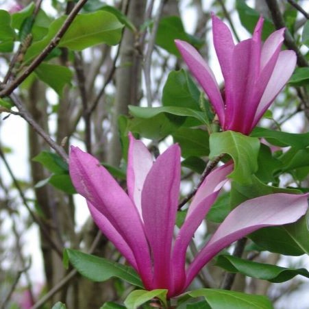 Magnolie copac de vanzare cu pret mic. Dâmbovita ️ FloraPris