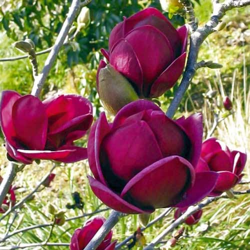 Magnolie mov Black Tulip la ghiveci de 5l, preț bun ️ FloraPris