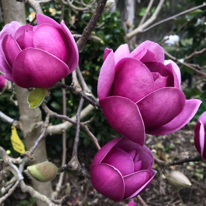 Magnolie copac de vanzare cu pret mic. Dâmbovita ️ FloraPris