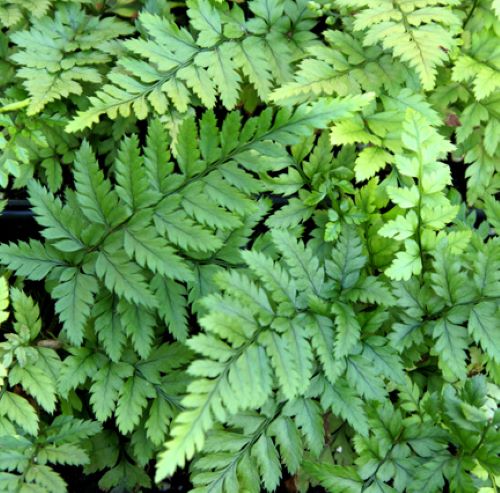 Ferigă de exterior la ghiveci de vanzare cu preț bun ️ FloraPris