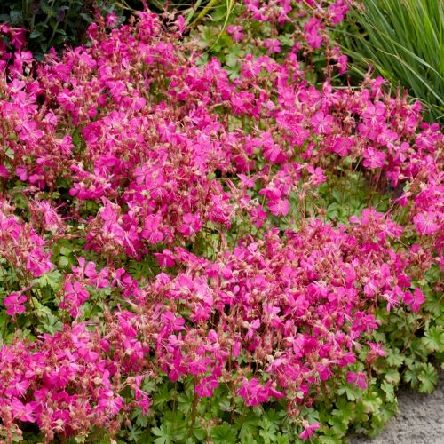 Geranium Intense de vanzare, pret bun. Veșnic verde ️ FloraPris