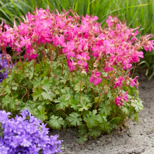 Geranium Intense de vanzare, pret bun. Veșnic verde ️ FloraPris