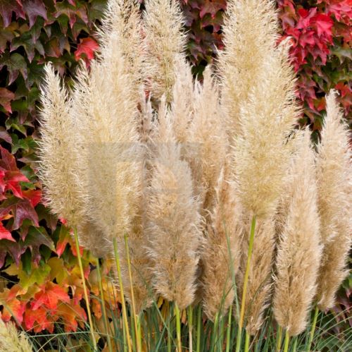 Iarba de Pampas albă de vanzare la ghiveci, pret bun ️ FloraPris