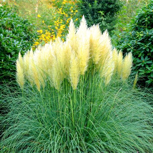 Iarba de Pampas albă de vanzare la ghiveci, pret bun ️ FloraPris