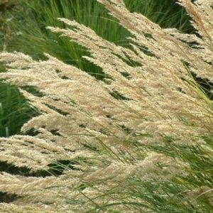 Iarbă decorativă pentru grădină în ghiveci, cu preț avantajos ️ FloraPris