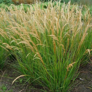 Iarba decorativă Festuca Glauca Sunrise cu pret bun ️ FloraPris