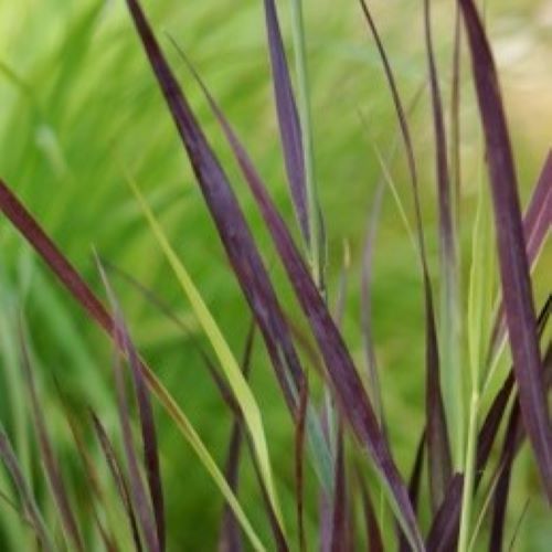 Iarba decorativă de vanzare la ghiveci cu pret bun. ️ FloraPris