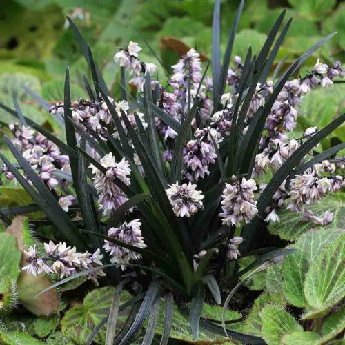 Plante ornamentale perene de grădină ️ Magazin FloraPris