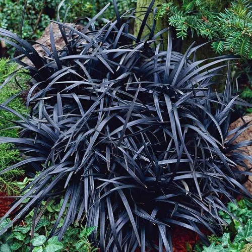 Iarbă decorativă de grădină în ghiveci, preț avantajos ️ FloraPris