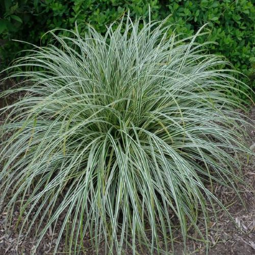 Iarba ornamentală Carex, tufă la ghiveci, pret bun ️ FloraPris