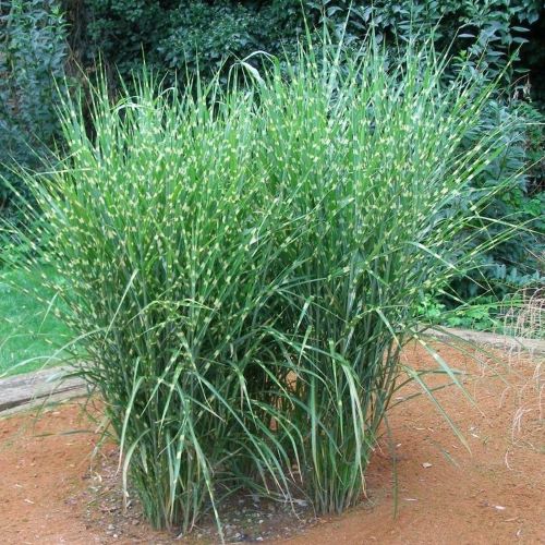 Iarba ornamentală de vanzare la ghiveci cu pret bun ️ FloraPris