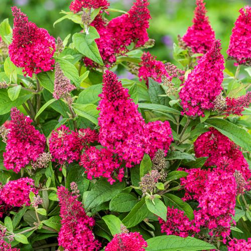 Liliac de vară roșu de vanzare la ghiveci, preț bun ️ FloraPris