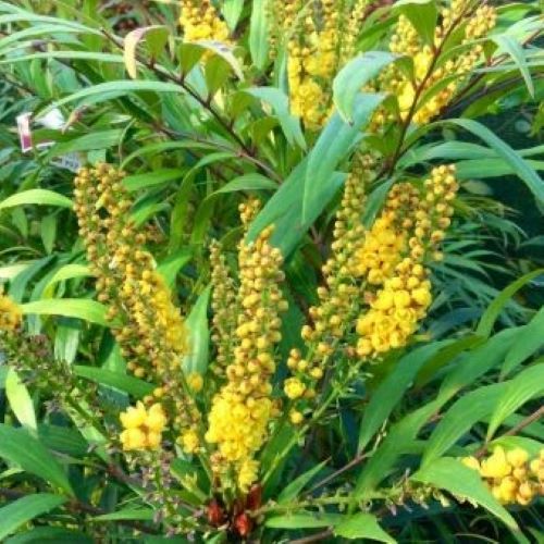 Mahonia Volcano de vanzare. Perene veșnic verzi ️ FloraPris