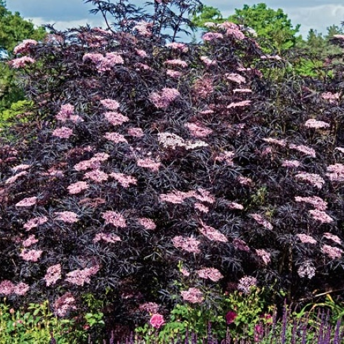 Plante ornamentale de exterior și interior ️ FloraPris