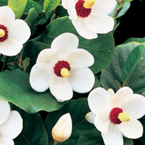 Magnolia soulangeana Lennei roz la ghiveci, preț bun ️ FloraPris