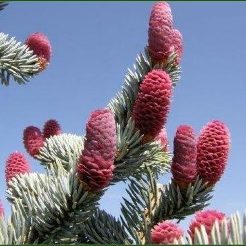Conifere ornamentale de vanzare în ghiveci, preț avantajos ️ FloraPris