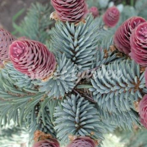 Molid argintiu Hoopsii de vanzare în ghiveci. Preț bun ️ FloraPris