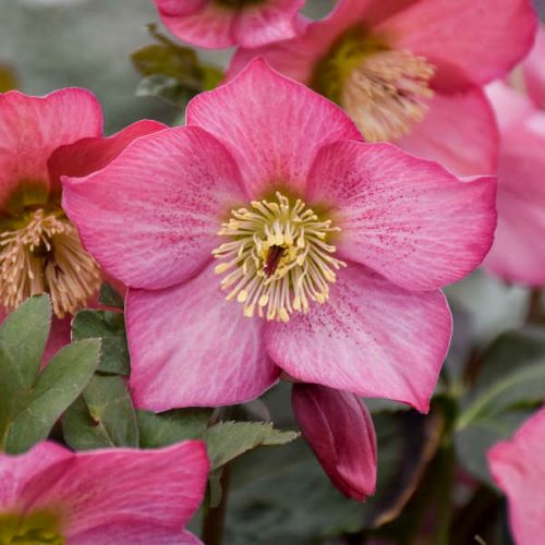 Helleborus Early Red de vânzare la ghiveci preț bun ️ FloraPris
