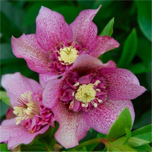 Helleborus Early Red de vânzare la ghiveci preț bun ️ FloraPris