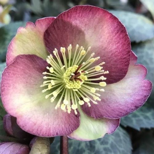 Helleborus Early Red de vânzare la ghiveci preț bun ️ FloraPris