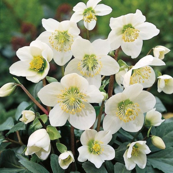 Helleborus Early Red de vânzare la ghiveci preț bun ️ FloraPris